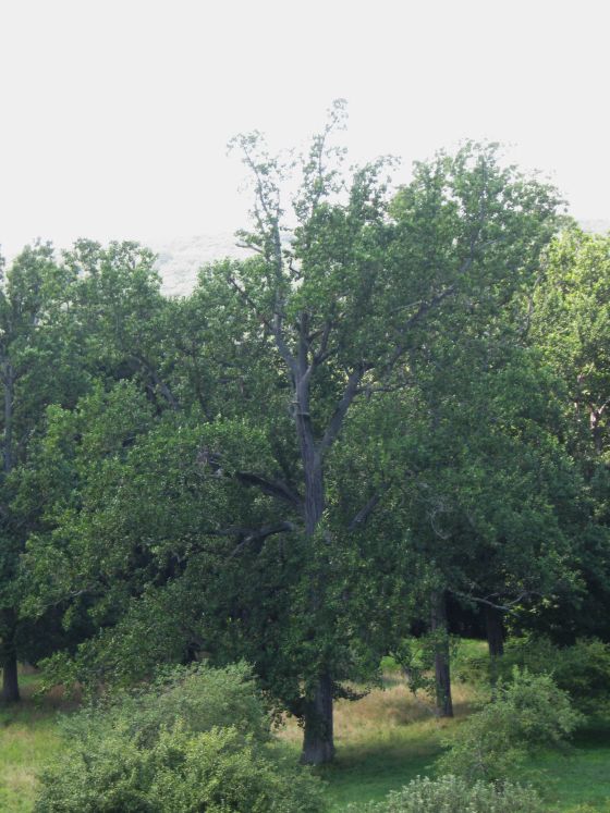 Future Plants by Randy Stewart: Liriodendron - Tulip Tree