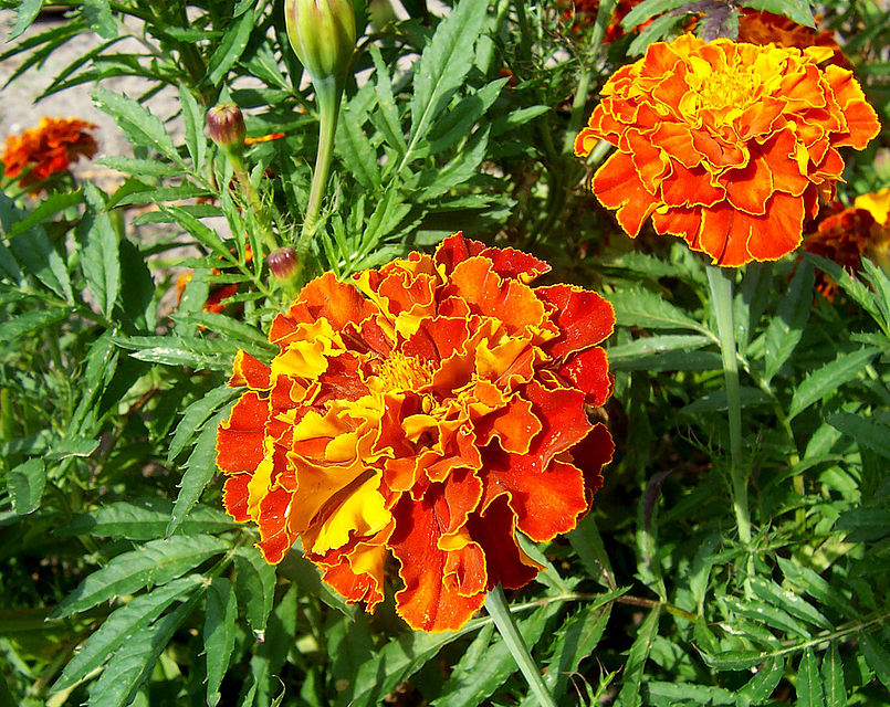 Tagetes patula «copete» - Id Plantae