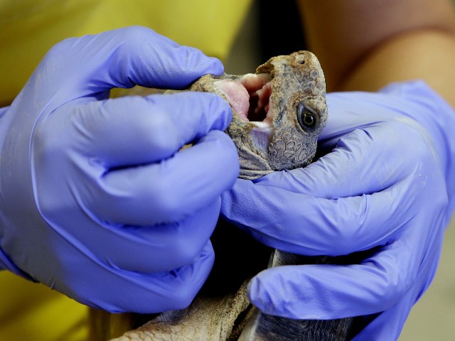 The Guzzler: Support flows in for sick desert tortoises