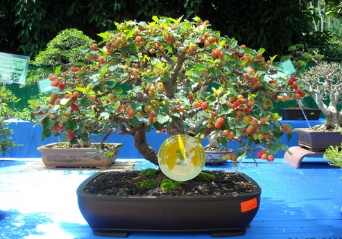Blog Bonsai: Bonsai Pokok Jawi