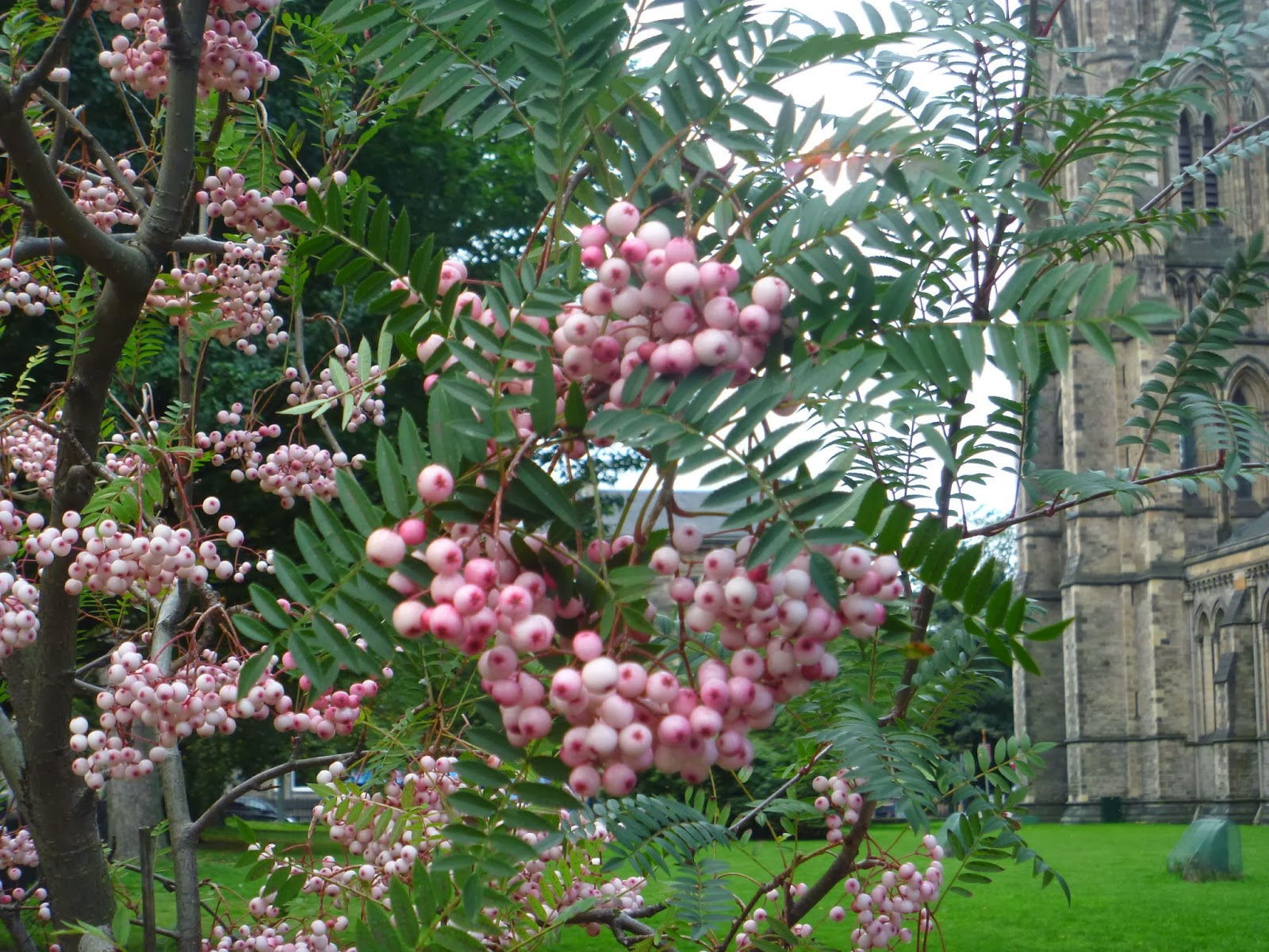 Crafty Green Poet: Rowan berries