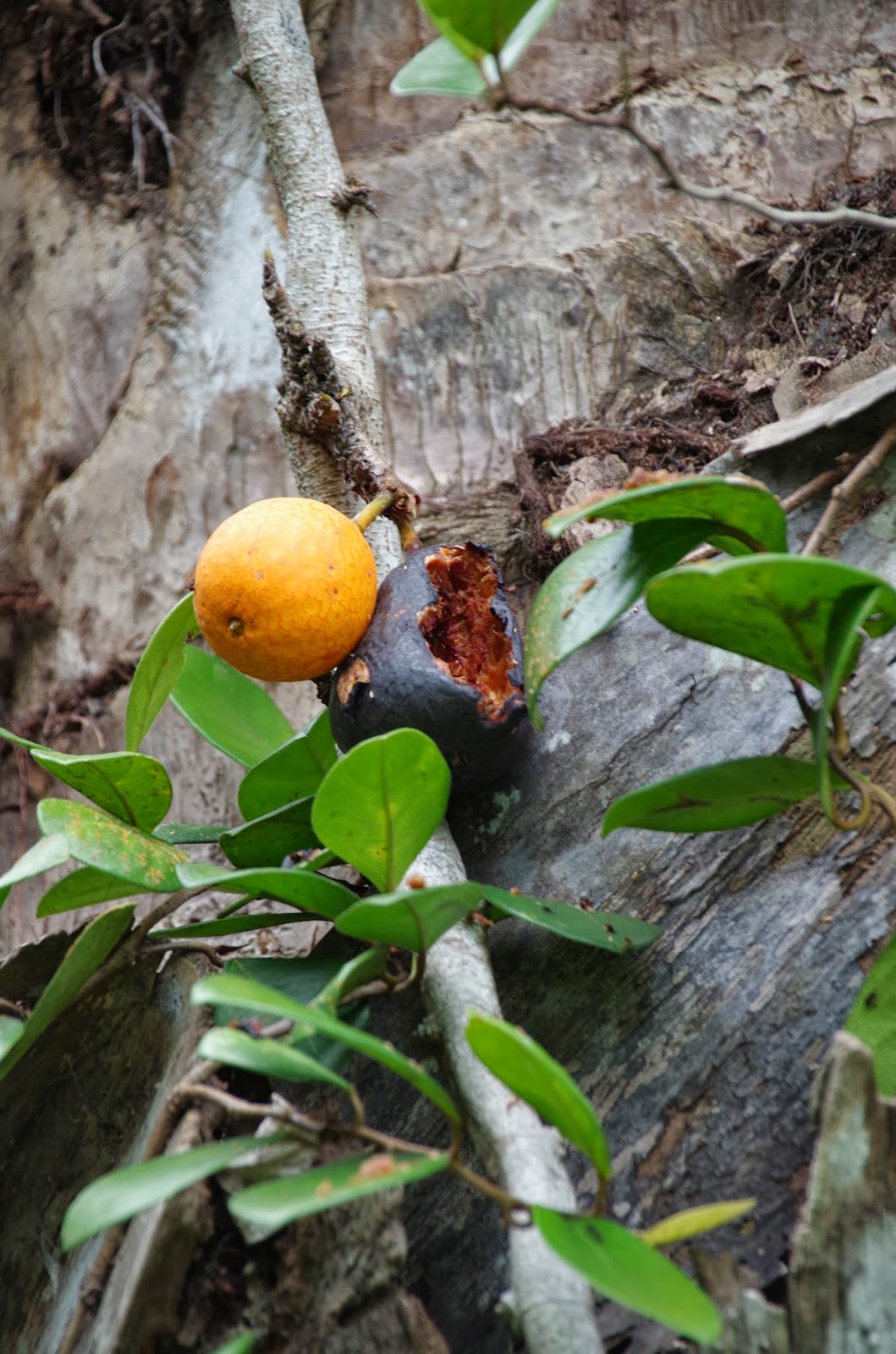 Trees and Plants: (Climbing Fig) Ficus punctata