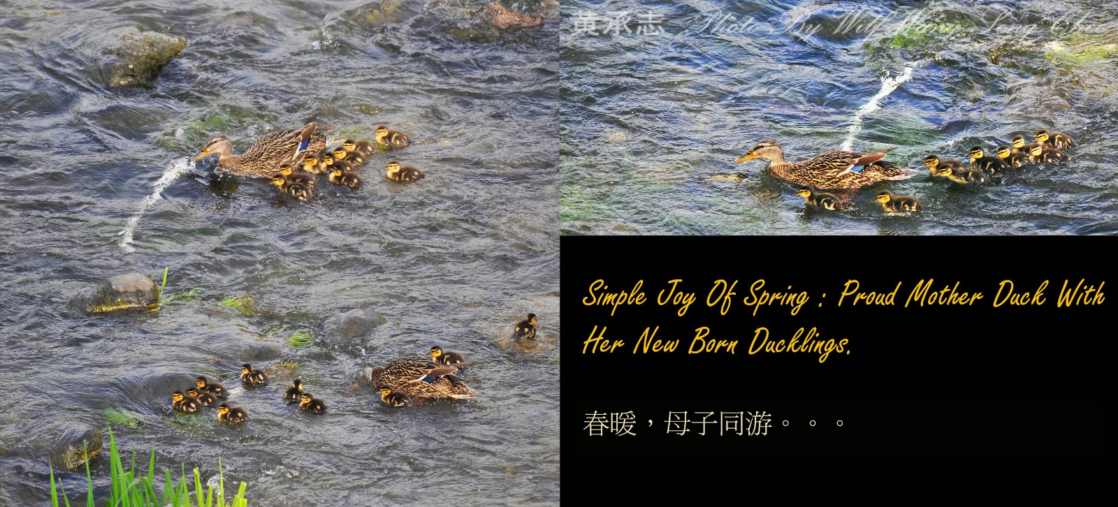 Torino In My eyes: Simple Joys Of Spring : Ducklings