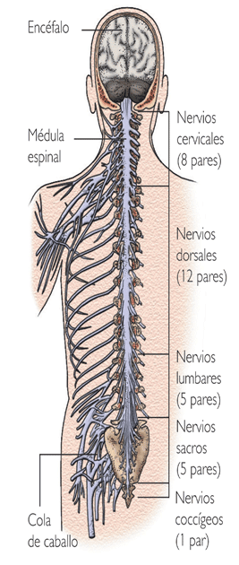 El Cuerpo Humano: LOS NERVIOS ESPINALES