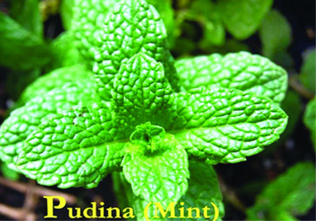 11 Most common Medicinal plants