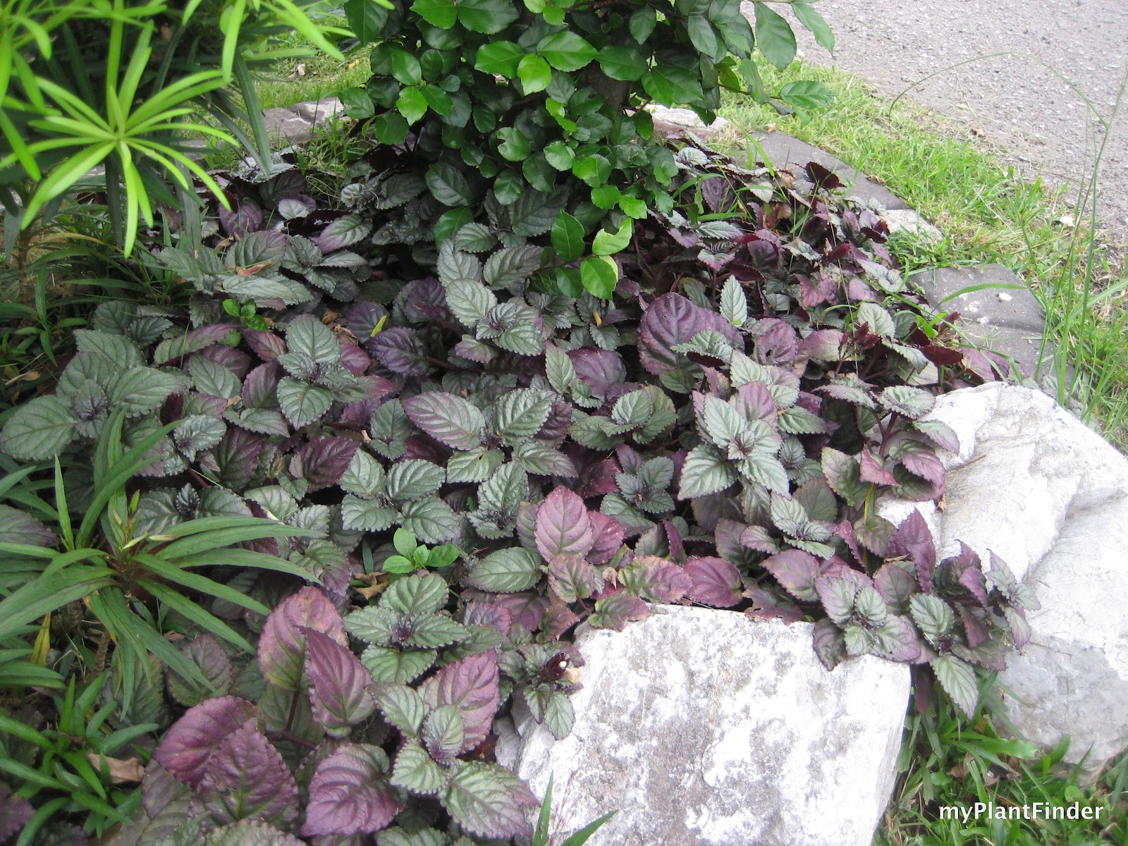 MY PLANT FINDER | Plant Guide: Hemigraphis alternata