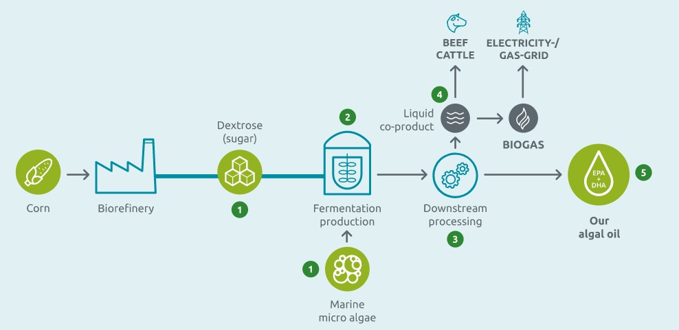 The construction of the algal oil biorefinery of Veramaris is on track