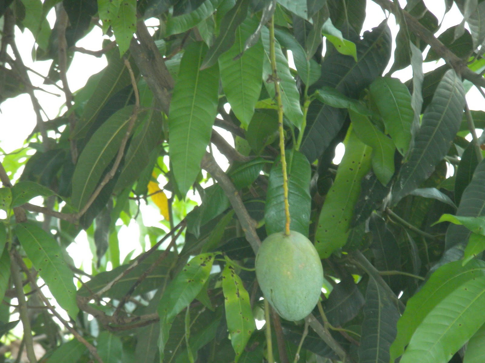 One Couple's Adventure in Africa: I love you like a Mango