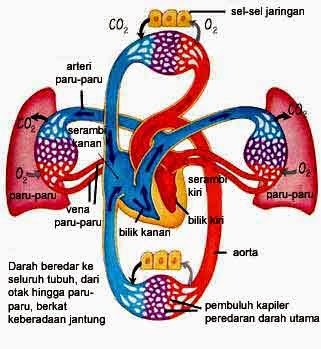 JANTUNG DAN PEMBULUH DARAH | sainsblog17