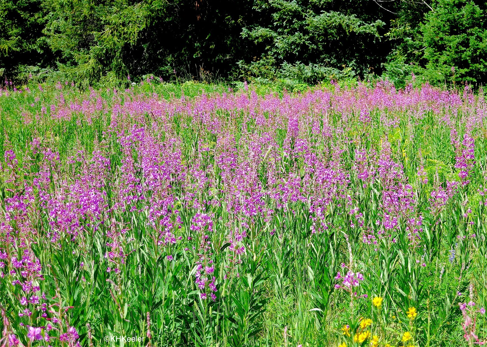 A Wandering Botanist: Plant Story--the Iconic Fireweed