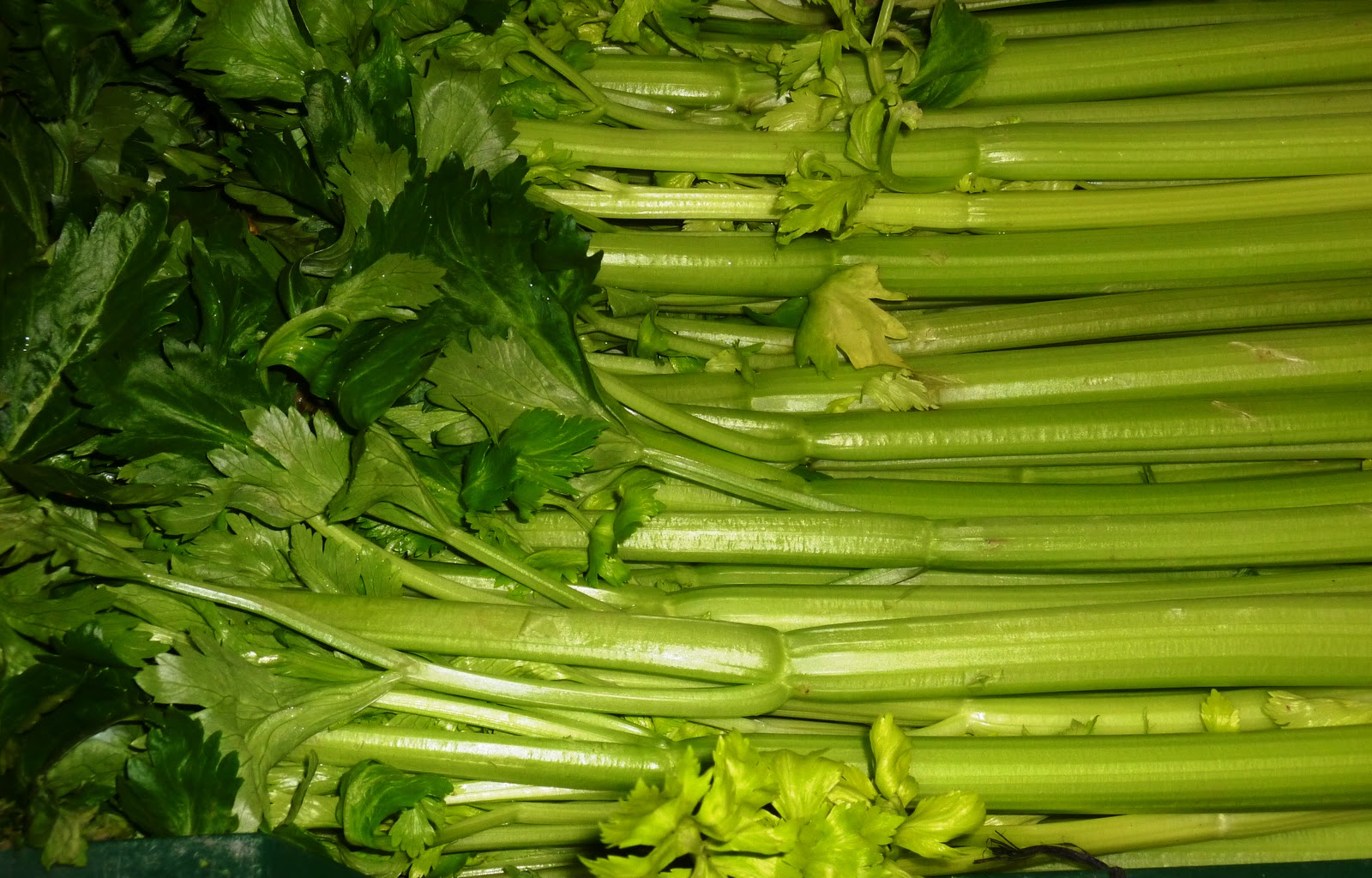 COME RICO COME SANO: APIO