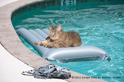 Escape Kitty's Scrappy Adventures: Escape Kitty's Summertime Suggestion