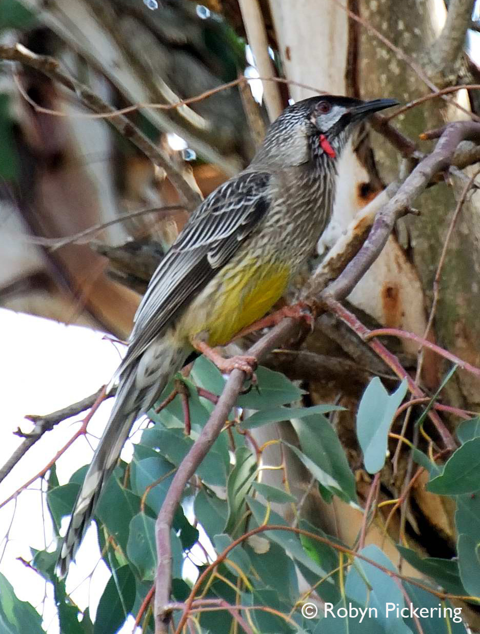 Leeuwin Current Birding: South-west Endemics Part 3: Western Wattlebird