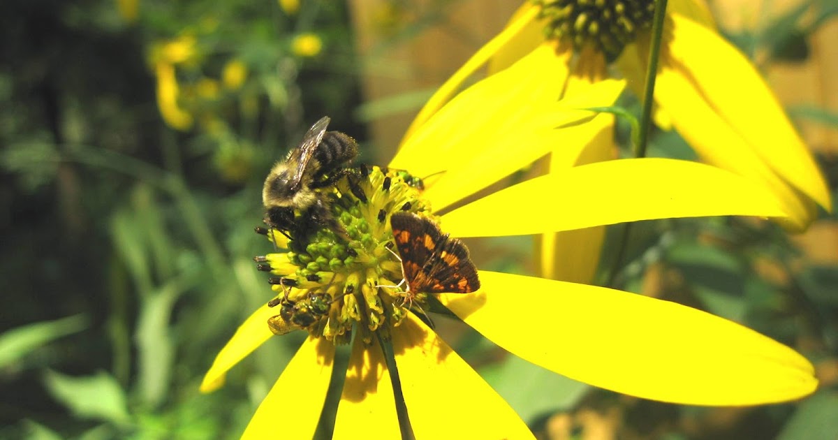 Capital Naturalist by Alonso Abugattas: National Pollinator Week ...
