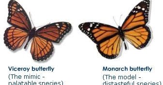 What is the difference between the Monarch Butterfly and the Viceroy ...