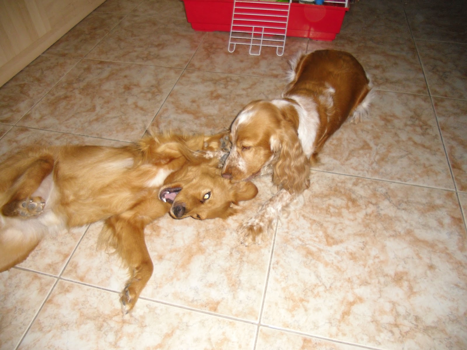 Cuida A Tu Cocker Spaniel Inglés: Una parte importante de su día a día ...