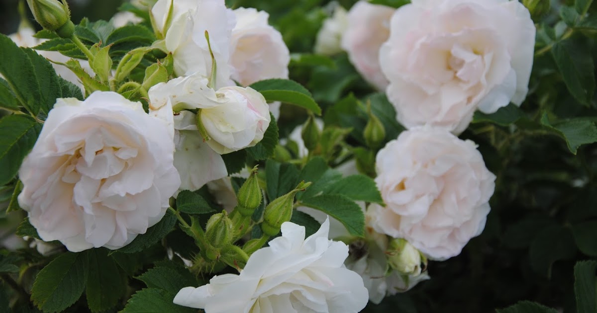 Rosa rugosa ‚Ritausma'