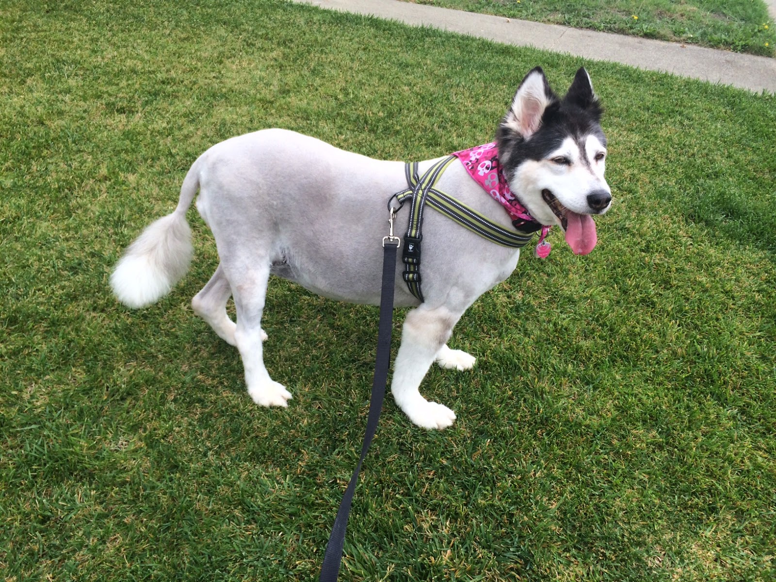 Can You Give Huskies Haircuts