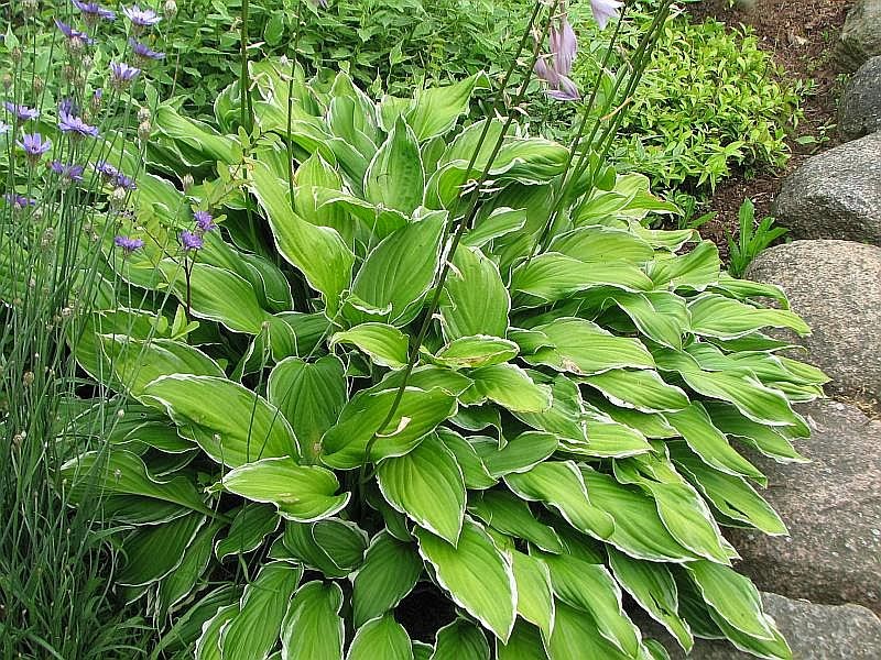 kahe valla piiri peal: hosta, minu arm