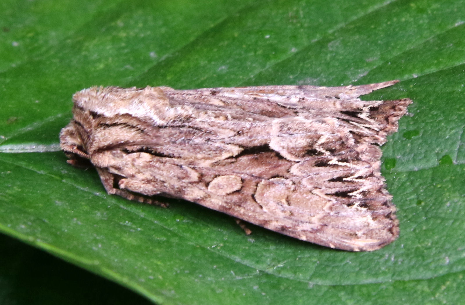 Birding with Flowers: June Moths