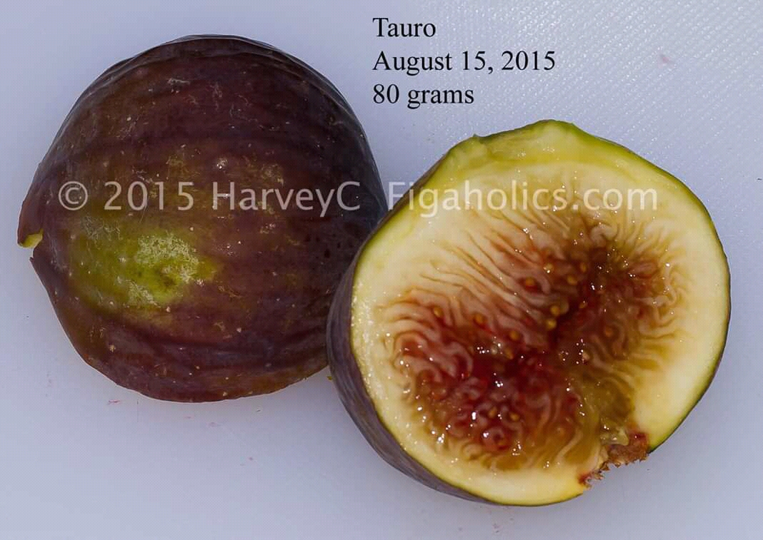 Tauro (breba) Fig - Var Tin