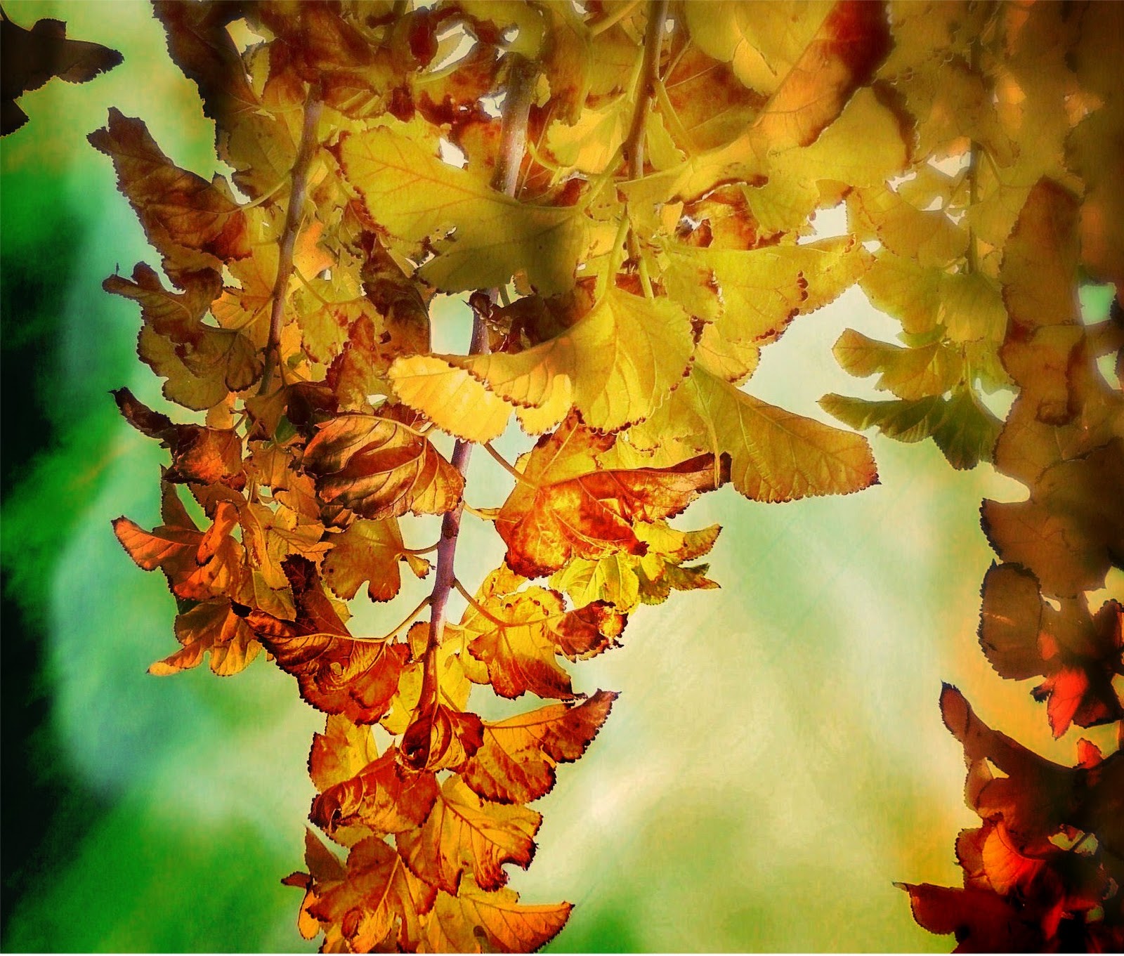 CUT and DRY : Leaves, Blog Love + Have a Great Weekend!