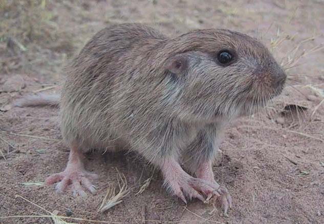 Mamíferos do Mundo: Família Ctenomyidae