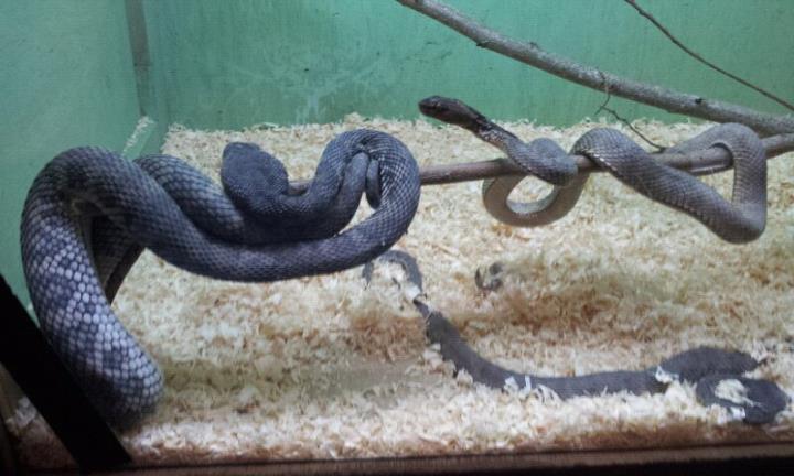 Pameran Dan Pertunjukan Ular : Bisa Berbisa Di Muzium Negeri Kedah ...