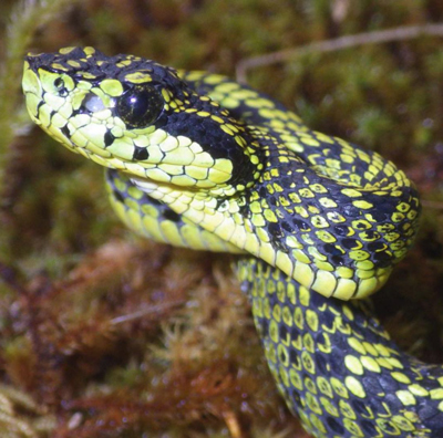 Serpent Research: Four new vipers were described in 2016