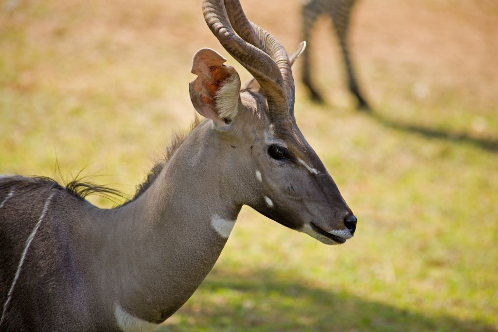 Funny Impala | Funny Animals