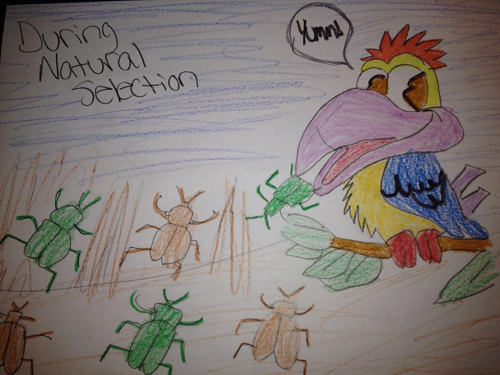 DPAPBio: Natural Selection in Beetles