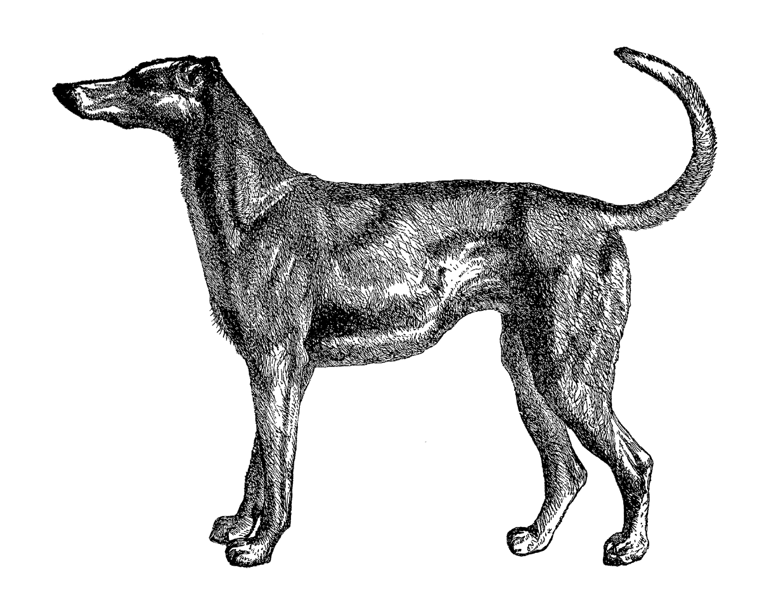 Digital Stamp Design: Free Printable Dog Breed Clip Art Greyhound Old ...