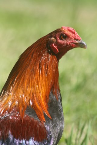 Breed Savers: Standard Old English Game Fowl