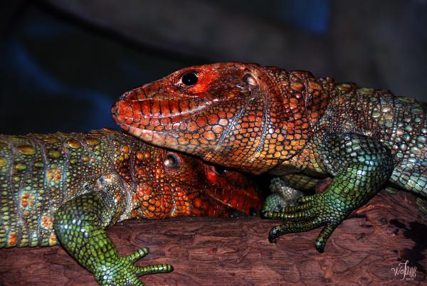Caiman Lizard | Info-Facts and New Photos 2012 | The Wildlife