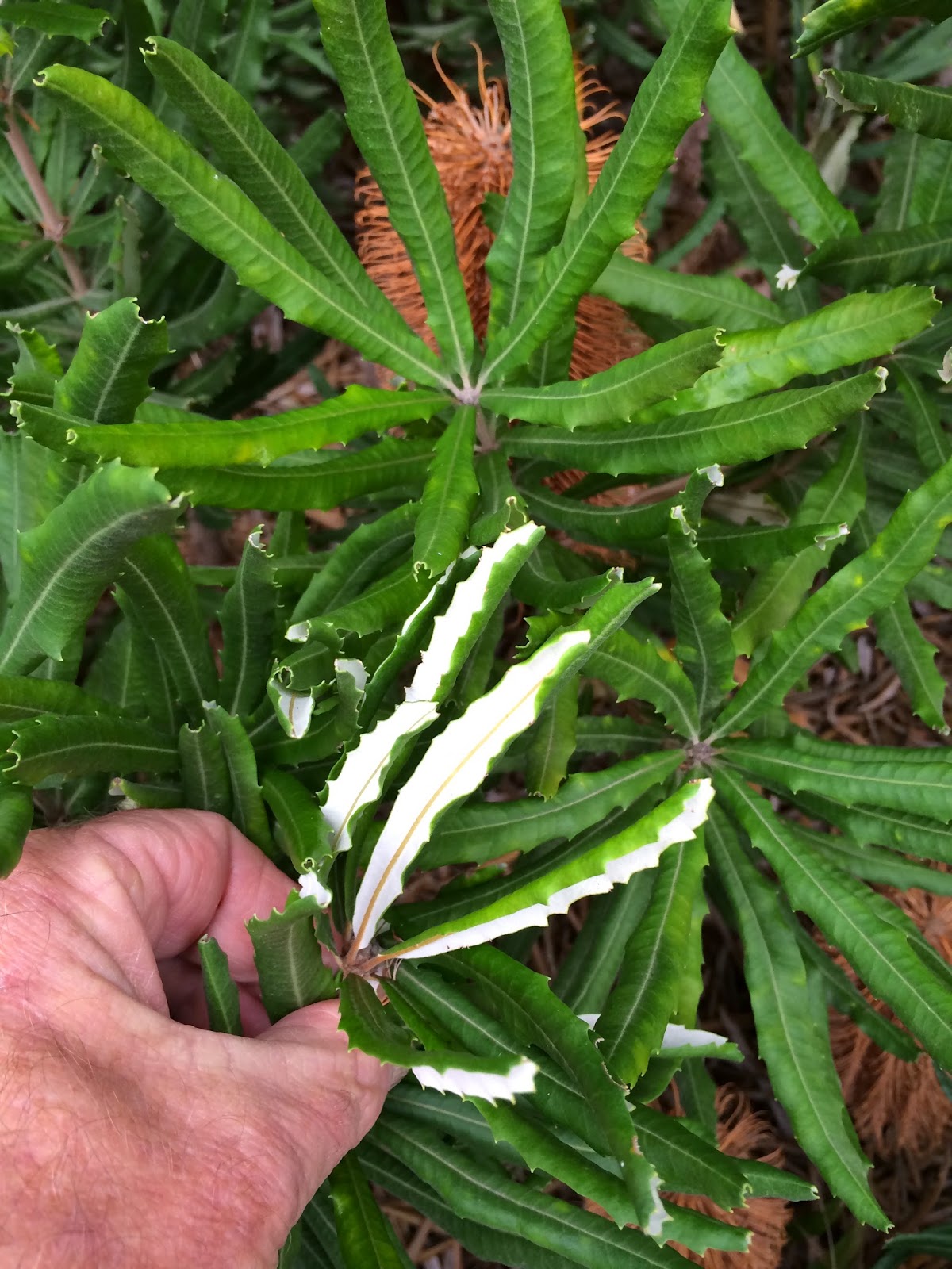 Trees of Santa Cruz County: Banksia seminuda - River Banksia