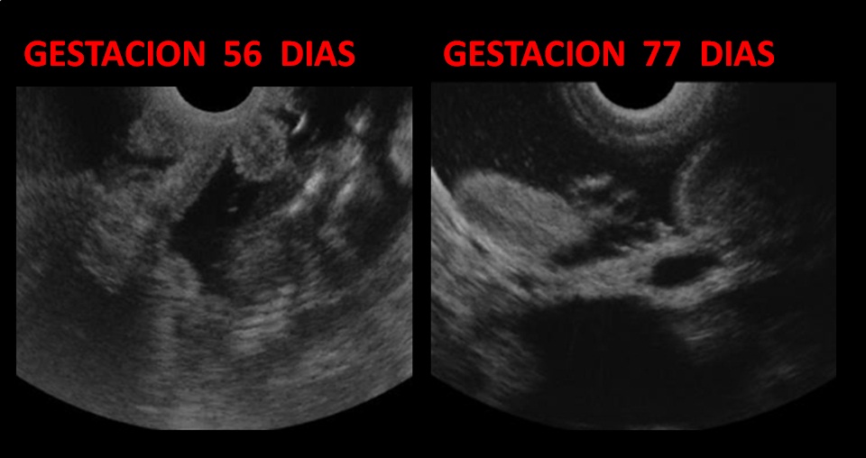 MANUAL DE REPRODUCCION BOVINA: GESTACION