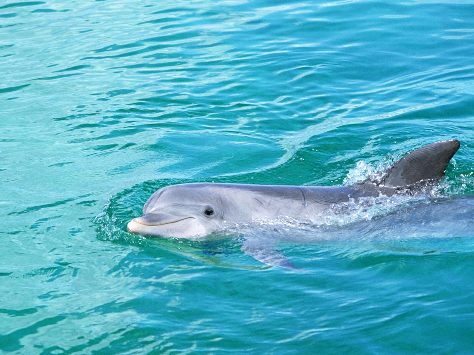 HD wallpapers: Beautiful Dolphins HD Wallpapers 1600x1200