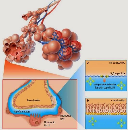Para acercarnos a la enseñanza interactiva que ofrecen las TIC ...