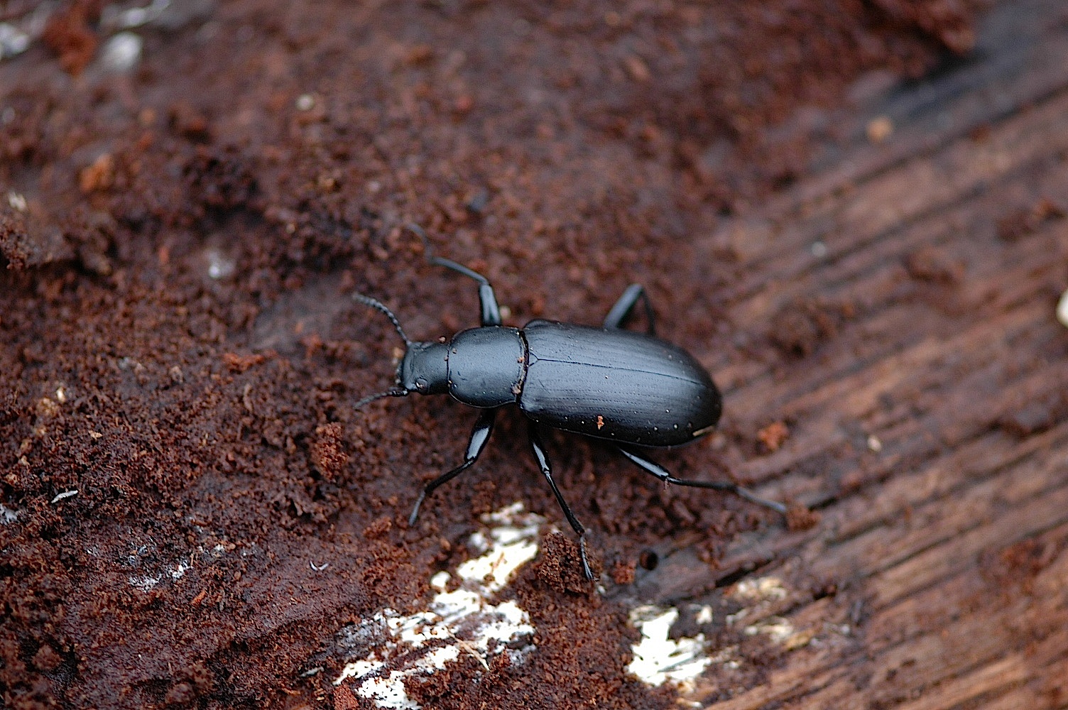 Field Biology in Southeastern Ohio: Under a Log, part 2