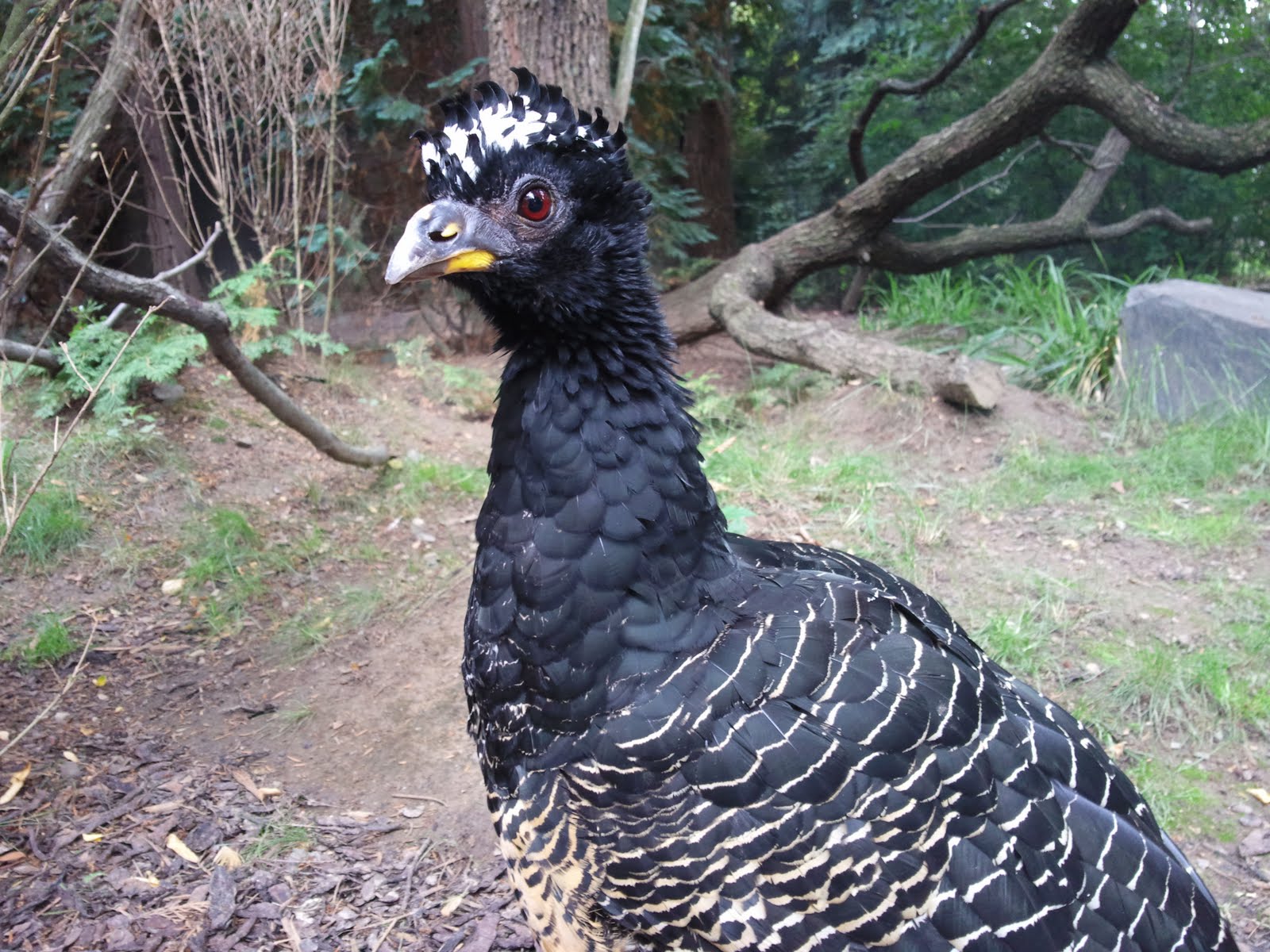 pan-Aves: Dinosauři v Zoo Praha, díl 1. – Neornithes bez Telluraves