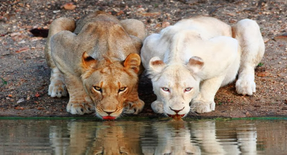 Video ANİMAL: Beyaz Aslan Görseller