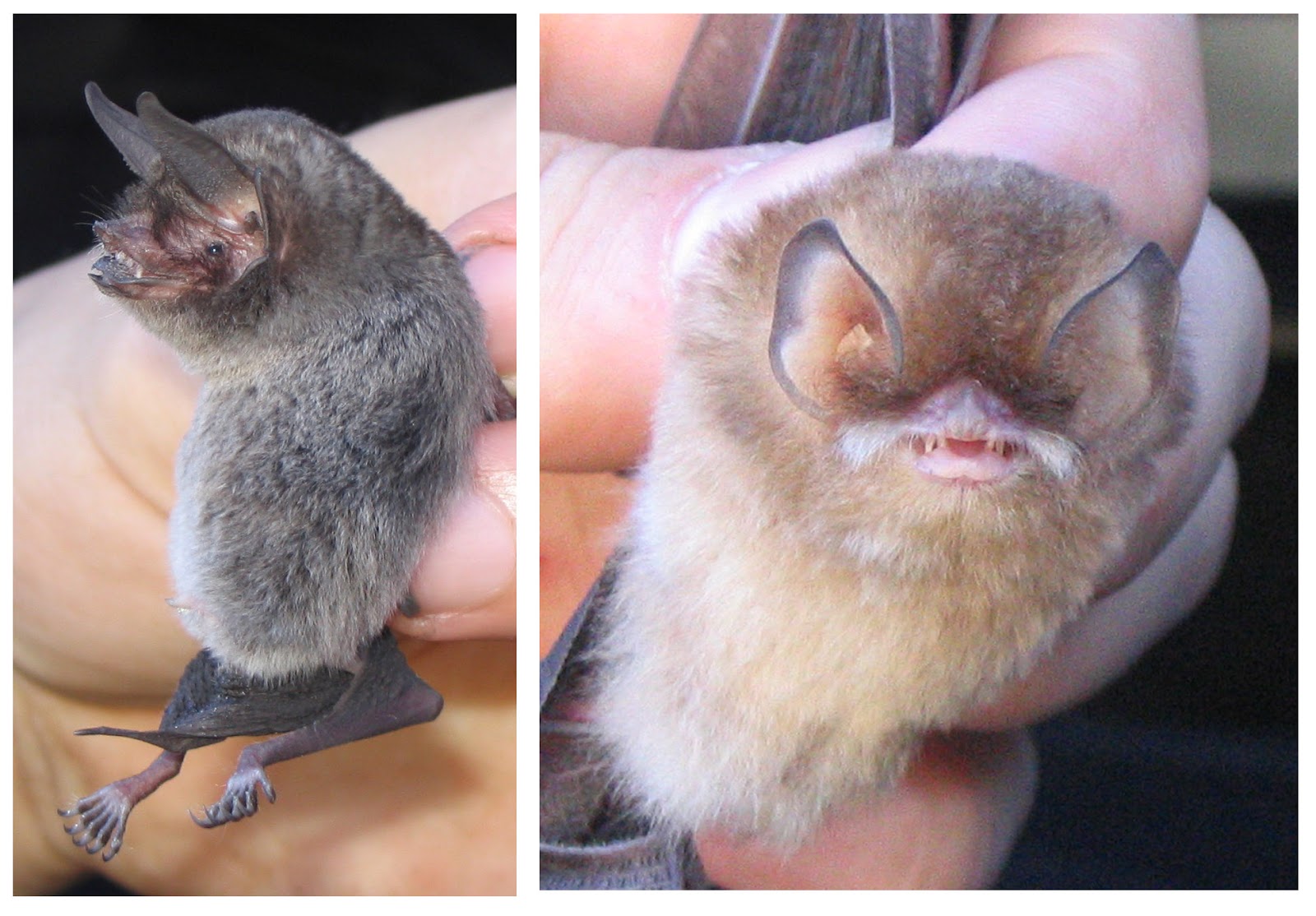 Fossil Matter: The Bats of Cuba