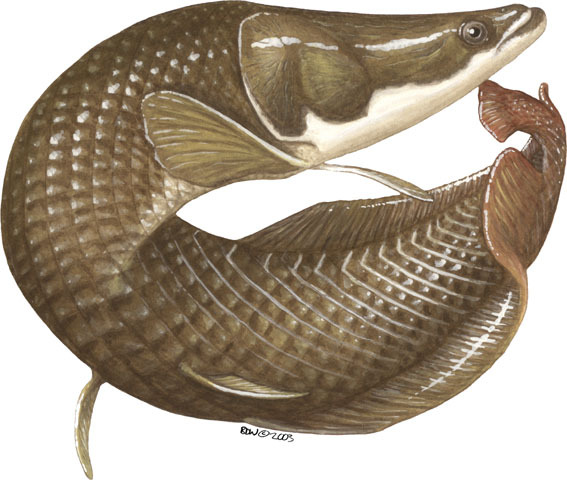 From Reefs to Rivers: Florida's Fisheries Science Blog: Arapaima: One ...