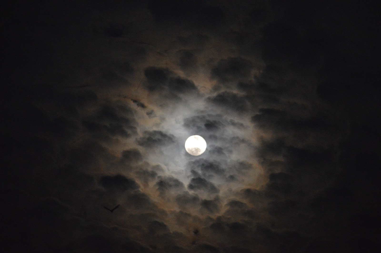 Back to Queensland 2013: Monday 22nd July 2013 Cardwell (Holy Moon Batman)
