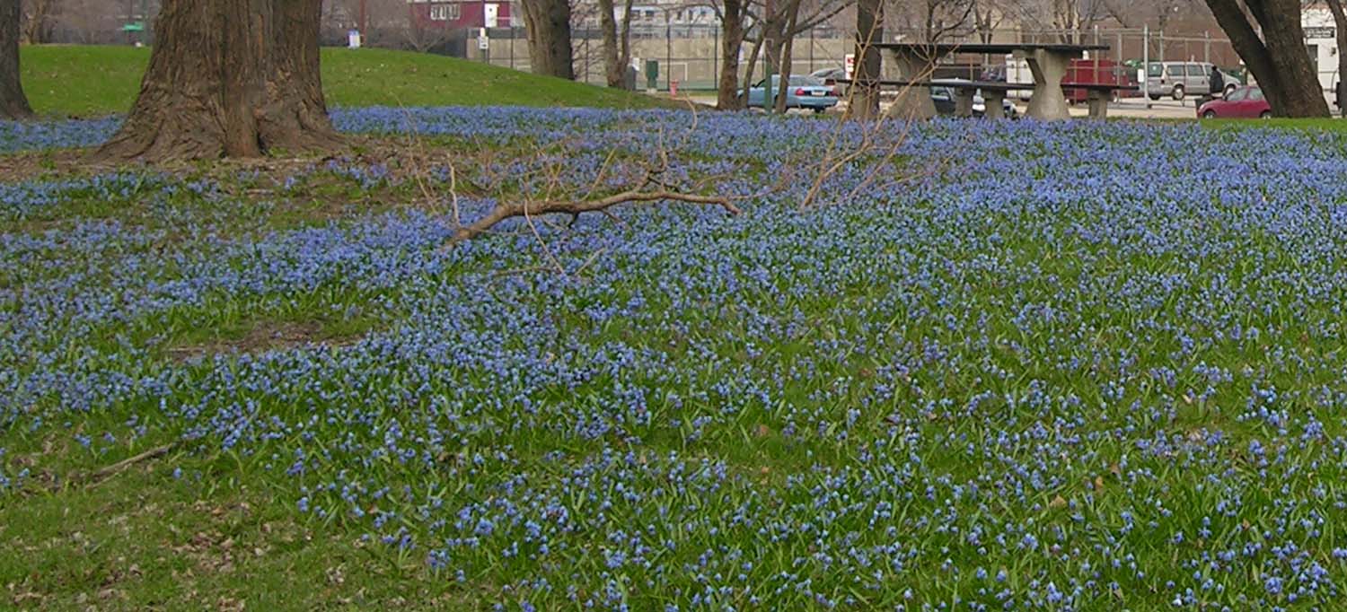 Kentucky Bluegrass Flower