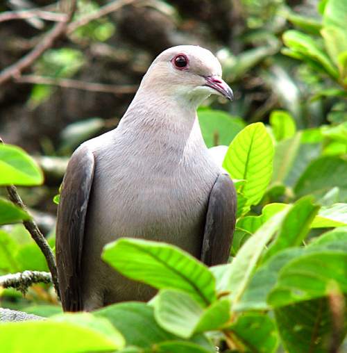 Birds of India | Bird World: May 2018