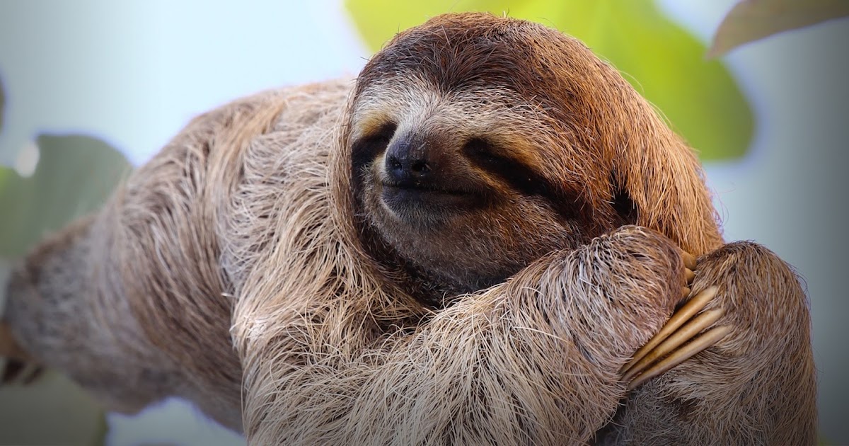 The Five-Toed Sloth