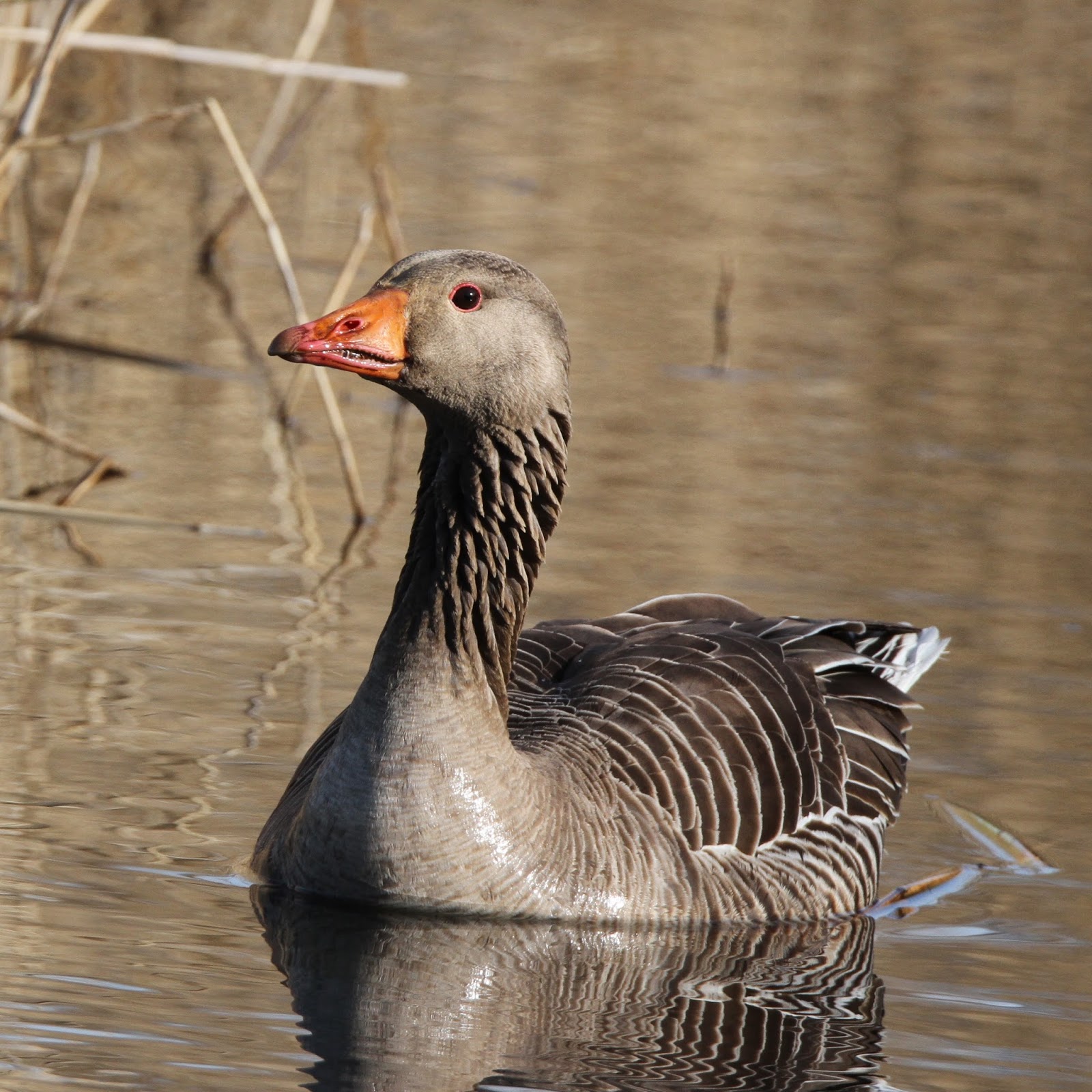 TrogTrogBlog: Bird of the week - Greylag goose