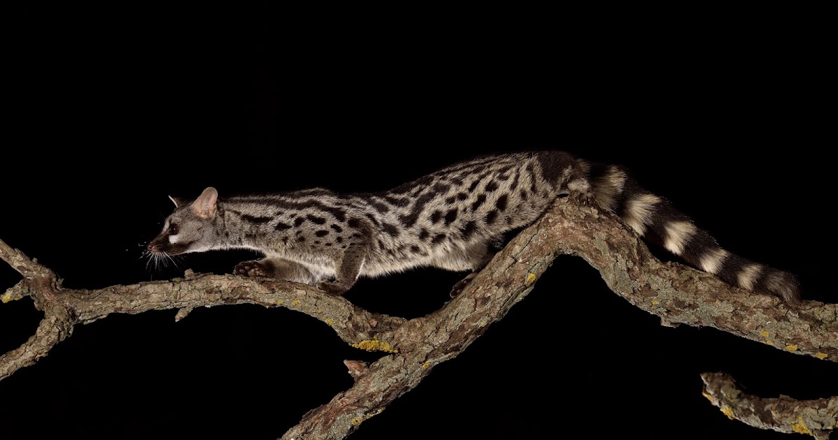 PHOTONATURE: Jineta (Genetta genetta)