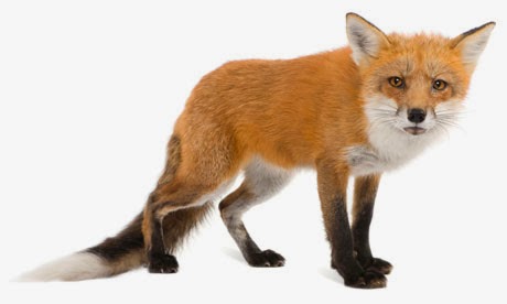 soareci de camp | einsecticide.ro